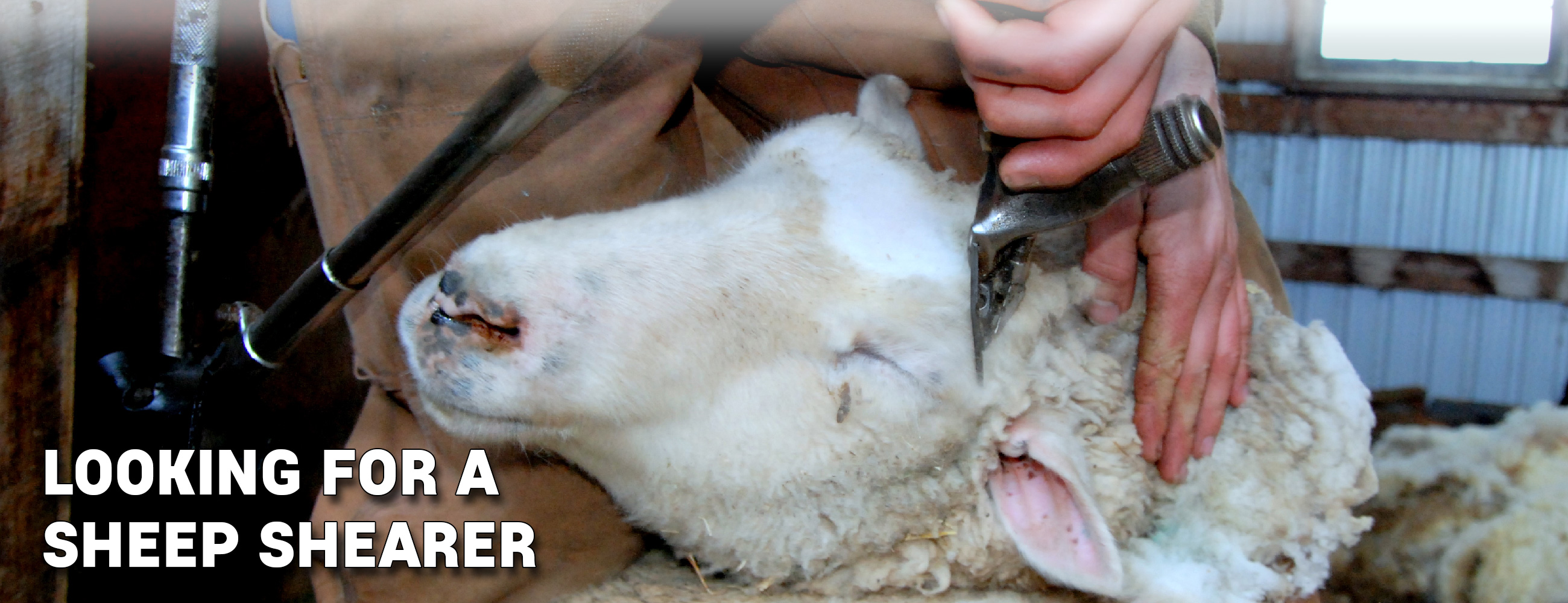 Canadian Co-operative Wool Growers Limited | Canadian Co-operative Wool ...