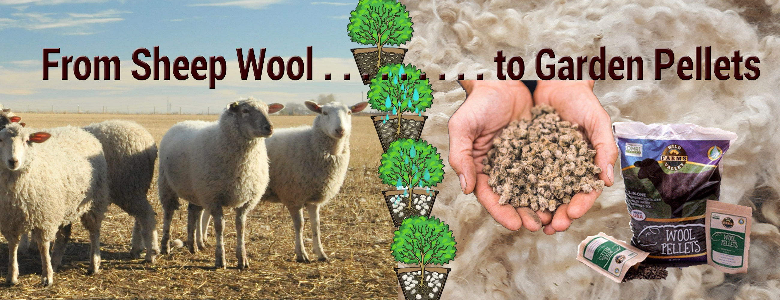 Canadian Co-operative Wool Growers Limited | Canadian Co-operative Wool ...